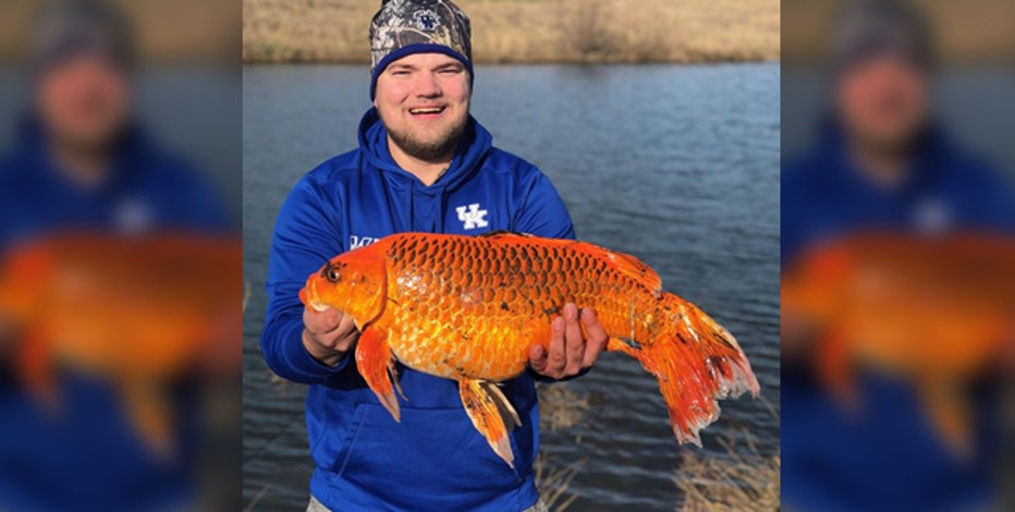 largest goldfish caught