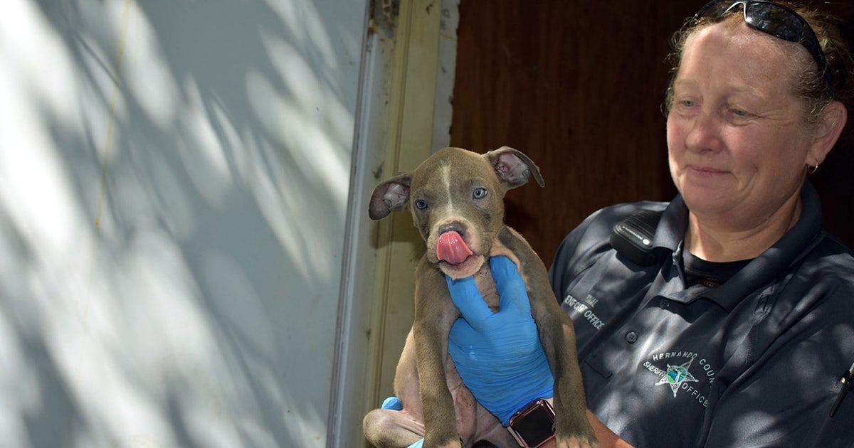 7 pups found in locked storage unit in 'decent' condition; officials ...