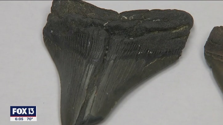 Researchers donate megalodon fossils to Bay Area schools | FOX 13 Tampa Bay