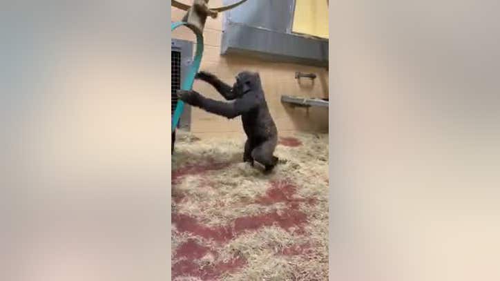 Zoo Atlanta gorillas have fun swinging behind the scenes | FOX 13 Tampa Bay