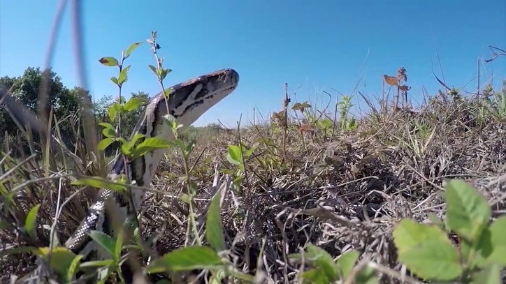 Nearly 100 Burmese pythons removed during 2020 Python Bowl in Miami ...