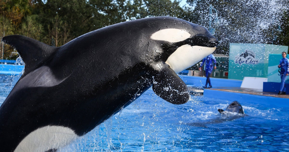 SeaWorld visitor steals wallets from Make-A-Wish guests | FOX 13 Tampa Bay
