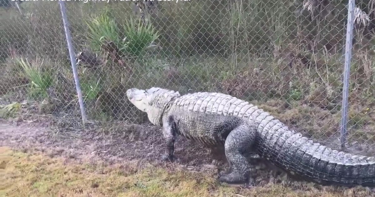 Gator seen taking stroll along Florida’s ‘Alligator Alley’ roadway ...