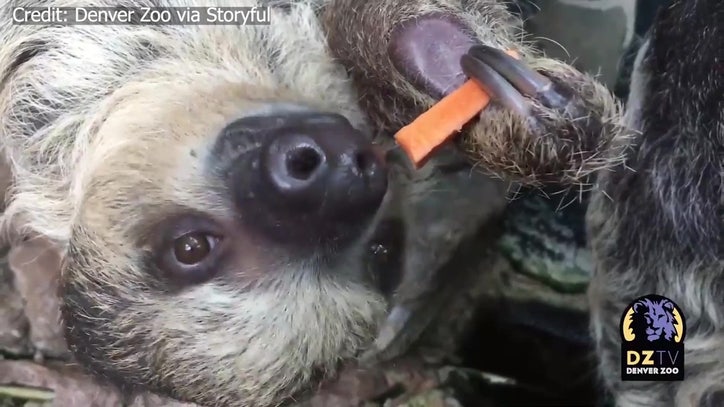 Denver Zoo's two-toed sloth celebrates 1st birthday | FOX 13 Tampa Bay