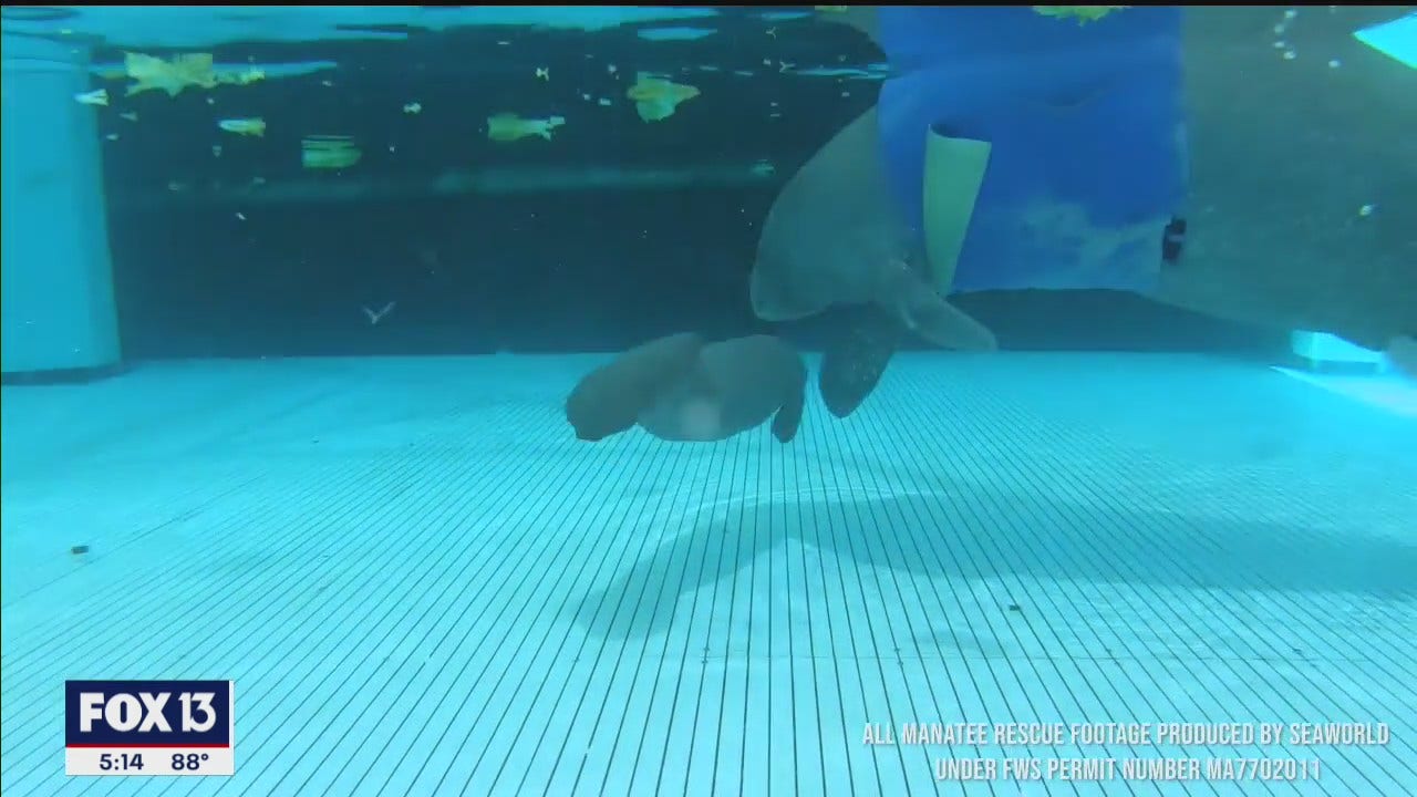 Manatee gives birth after being hit by boat