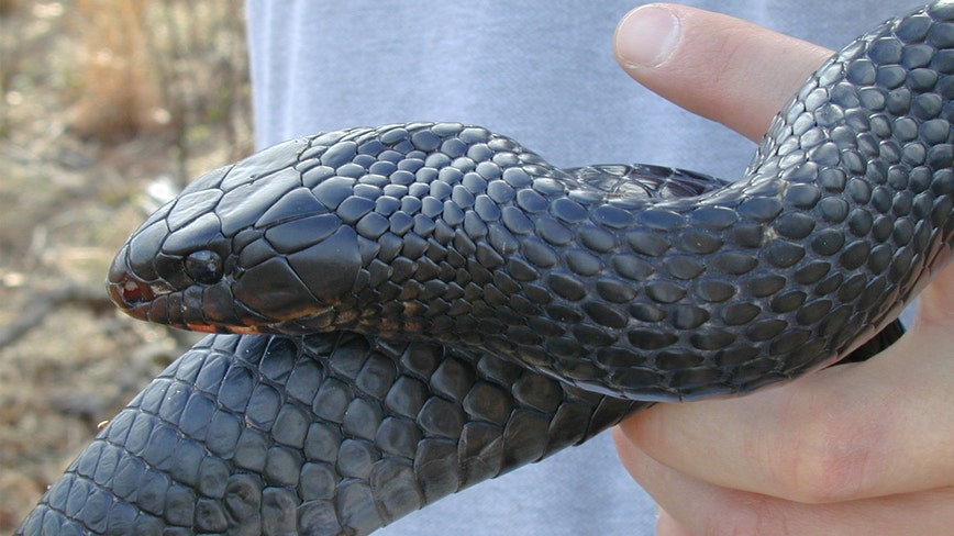 22 threatened eastern indigo snakes released in north Florida | FOX 13 ...