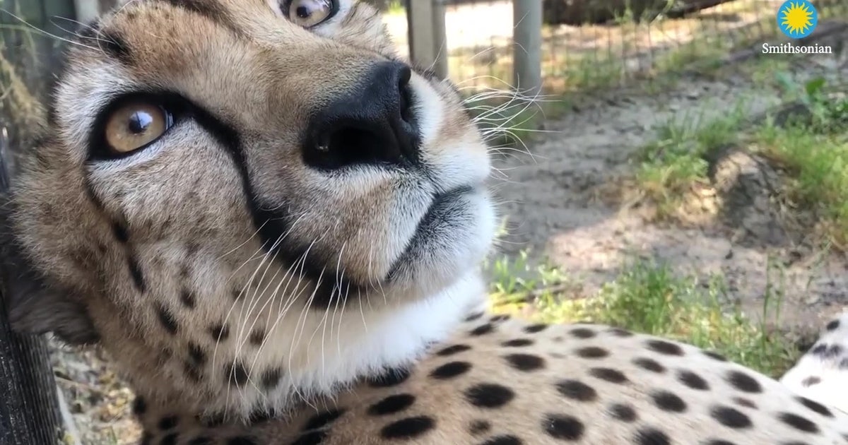 Cheetah purrs for zookeepers at Smithsonian's National Zoo | FOX 13 ...