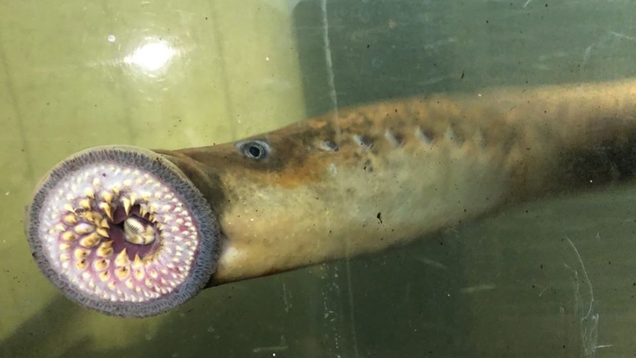 Blood-sucking ‘vampire fish’ spawning in Vermont, experts say they are ...