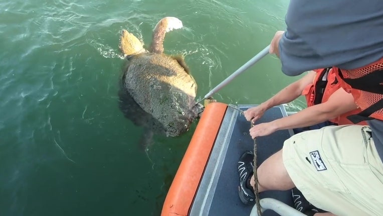 Coast Guard rescues loggerhead sea turtle tangled in line | FOX 13 ...