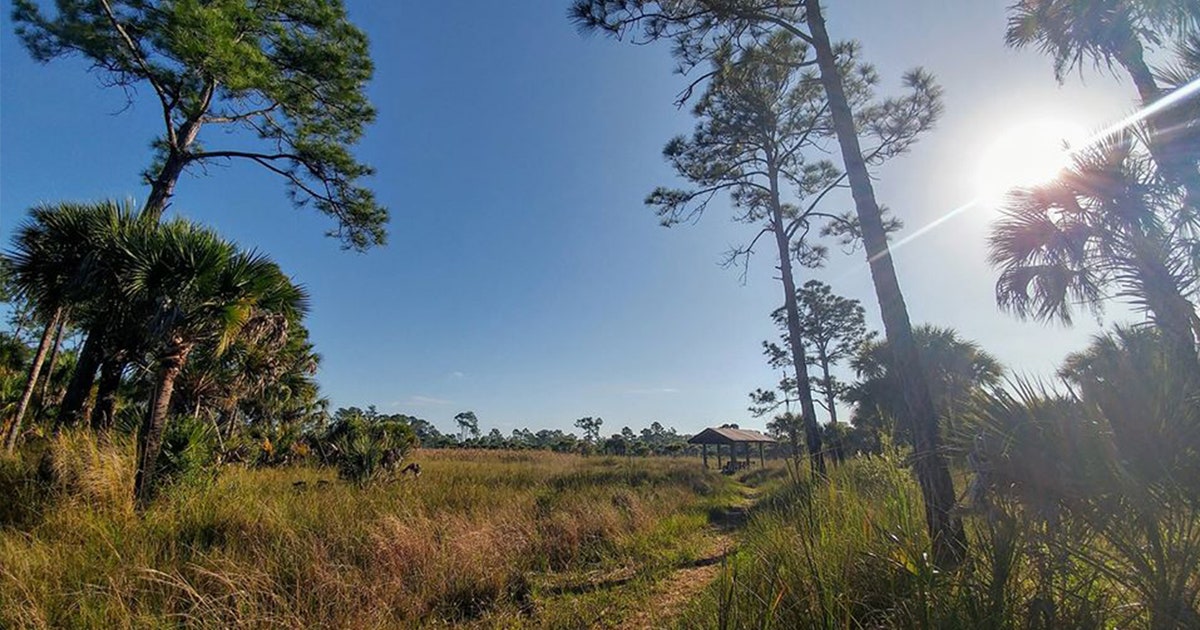 FWC offering reward for information about mutilated Florida panther ...
