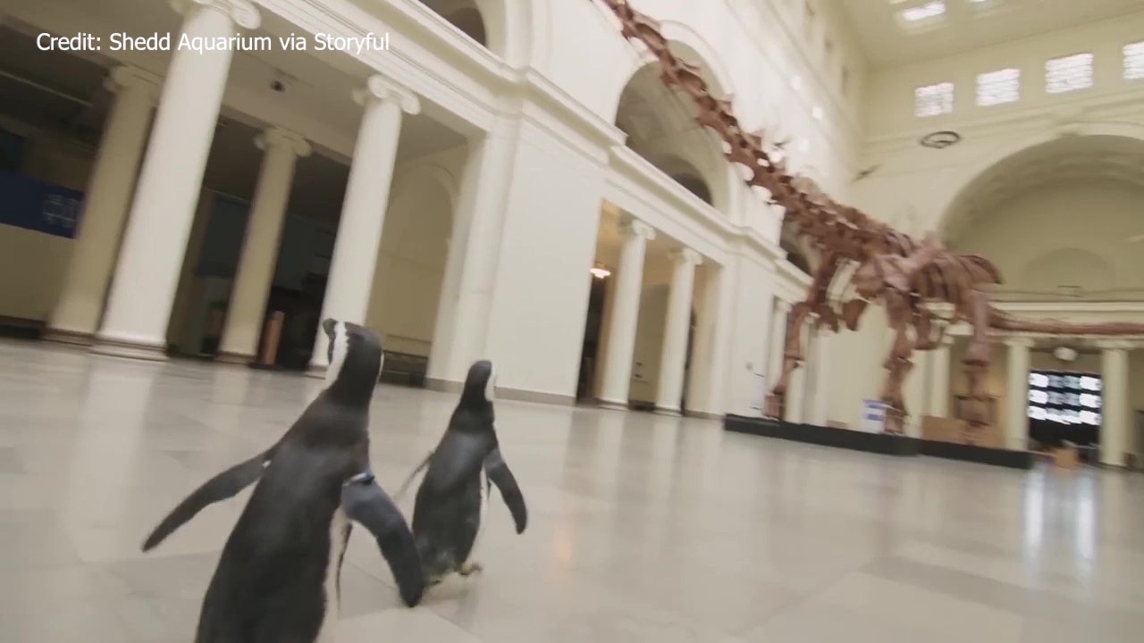 Penguins visit museum