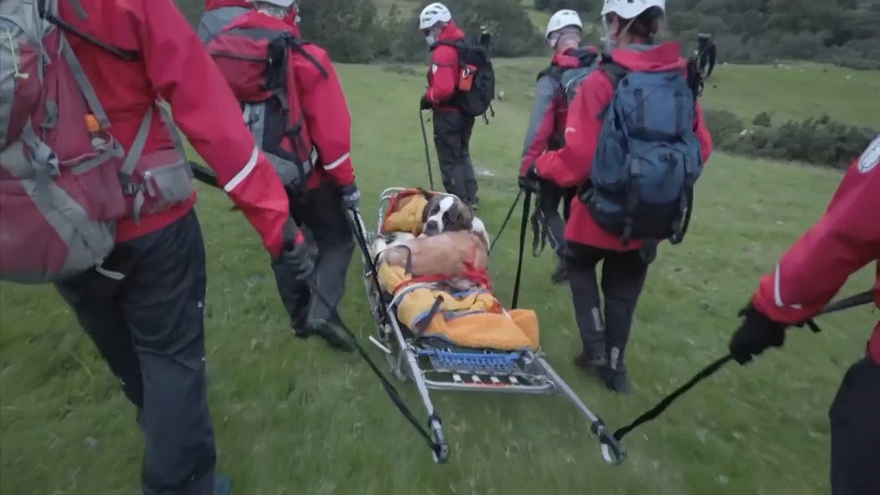 'Daisy,' the 121-pound Saint Bernard, rescued from mountain in England ...