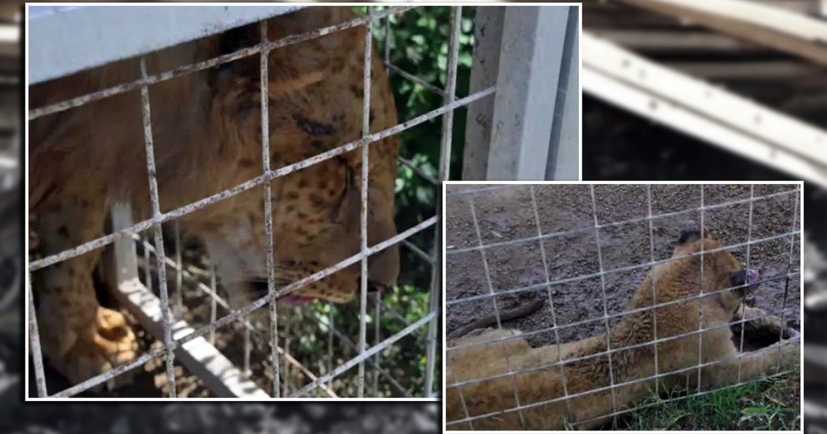 Missing, mistreated tigers, ligers, wolves described in USDA reports on ...