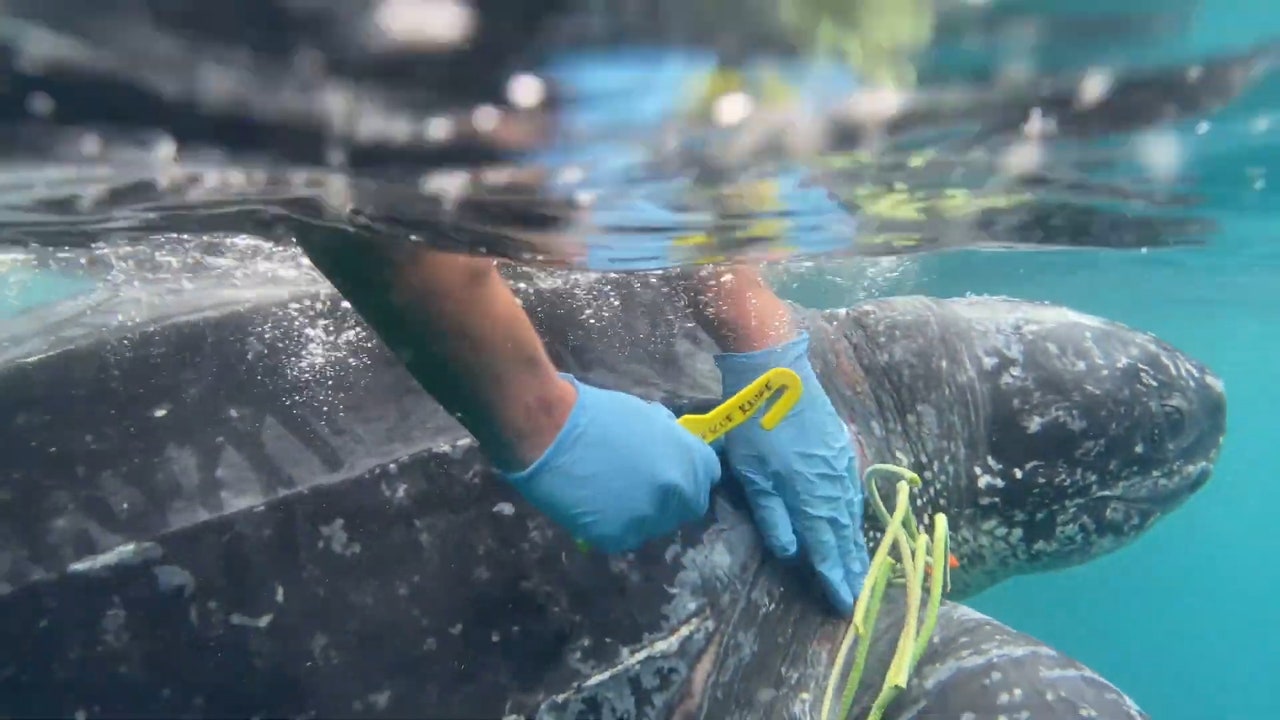 Coast Guard rescues sea turtle entangled in fishing line, circled by sharks