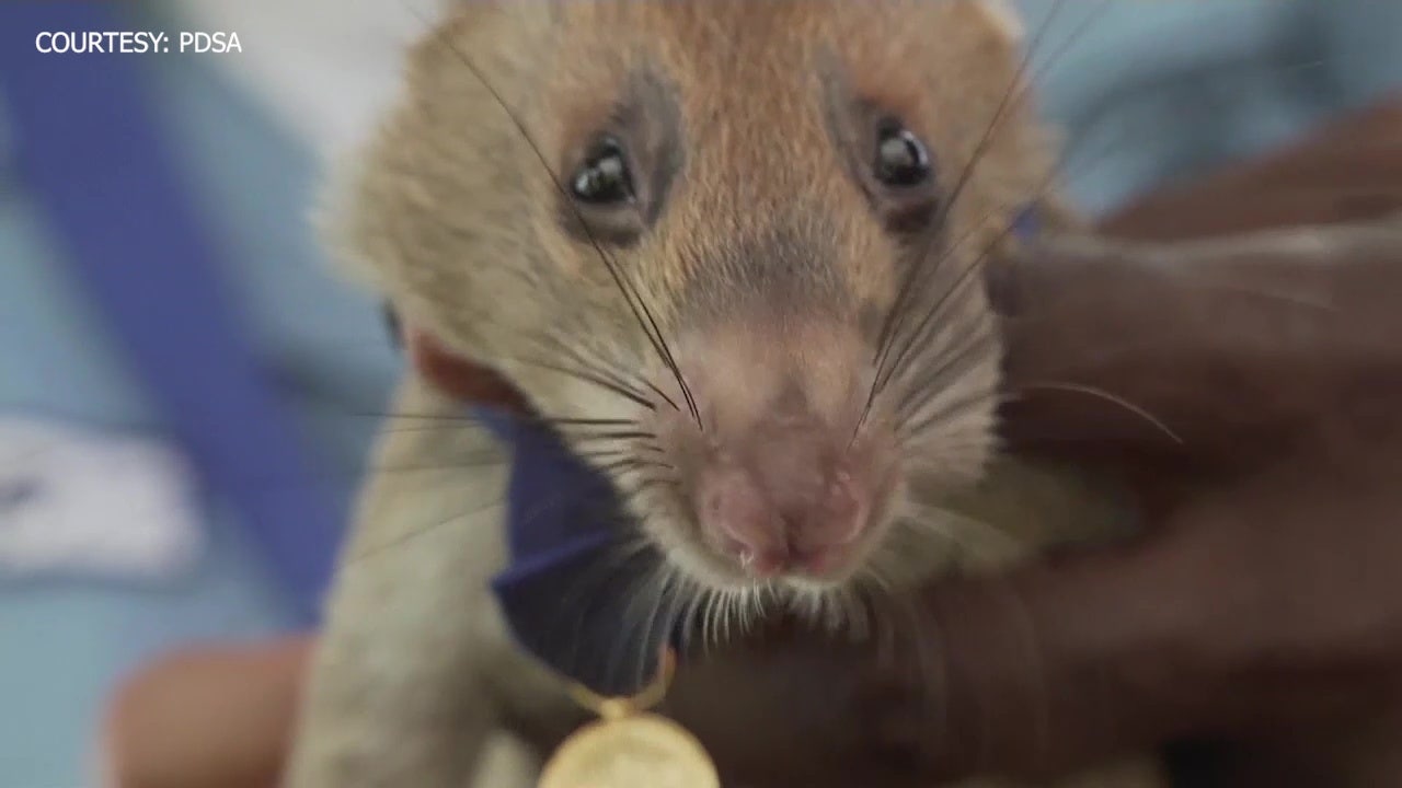 Landmine-sniffing rat awarded medal