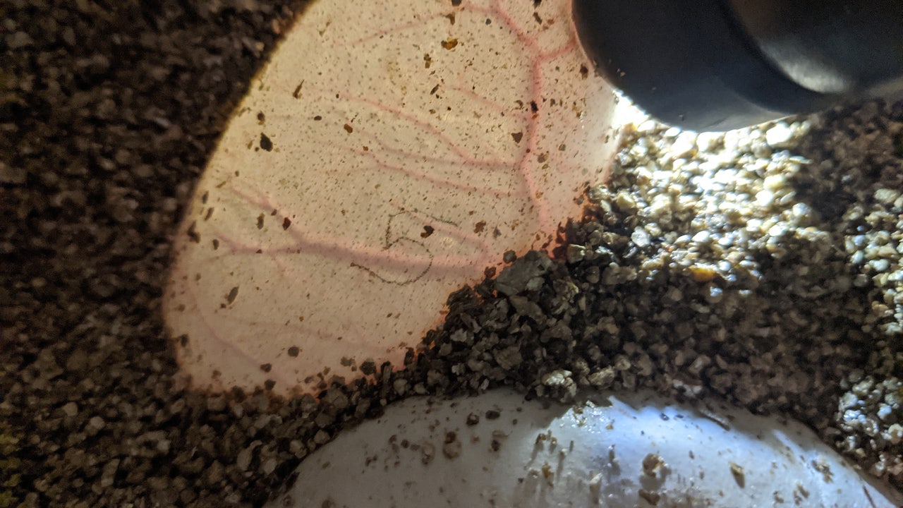 St. Louis Zoo says python laid 7 eggs without male help | FOX 13 Tampa Bay