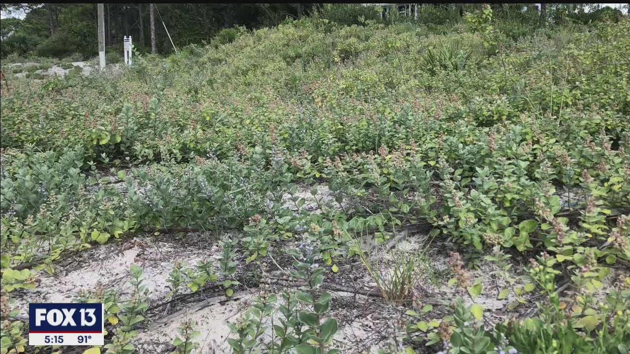 Invasive plants taking over vital beach areas