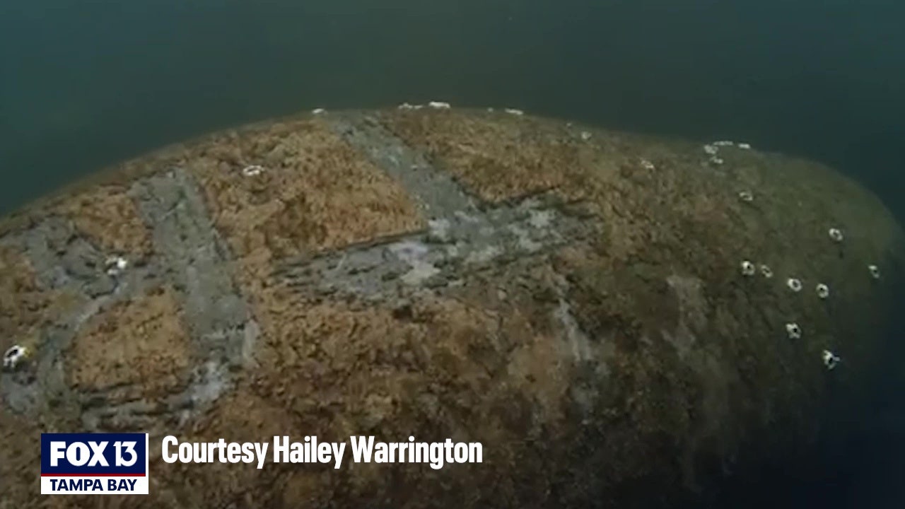 Video shows 'TRUMP' scrawled into manatee