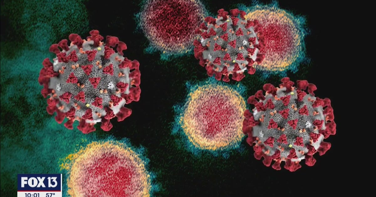 USF tracking virus mutation strains detected in Bay Area | FOX 13 Tampa Bay