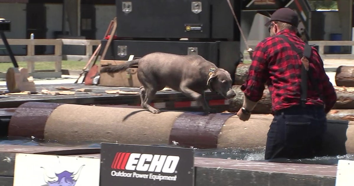 Logrolling dog often steals lumberjack show at Florida State Fair | FOX ...