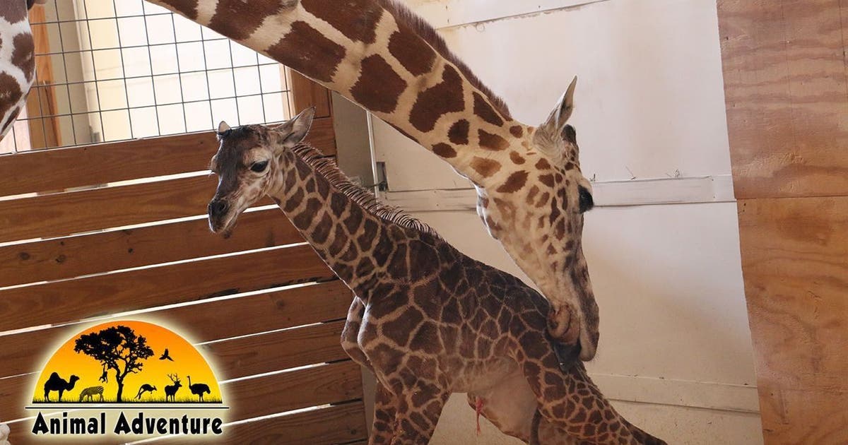 April the Giraffe, whose pregnancy was watched by millions, dies at age ...