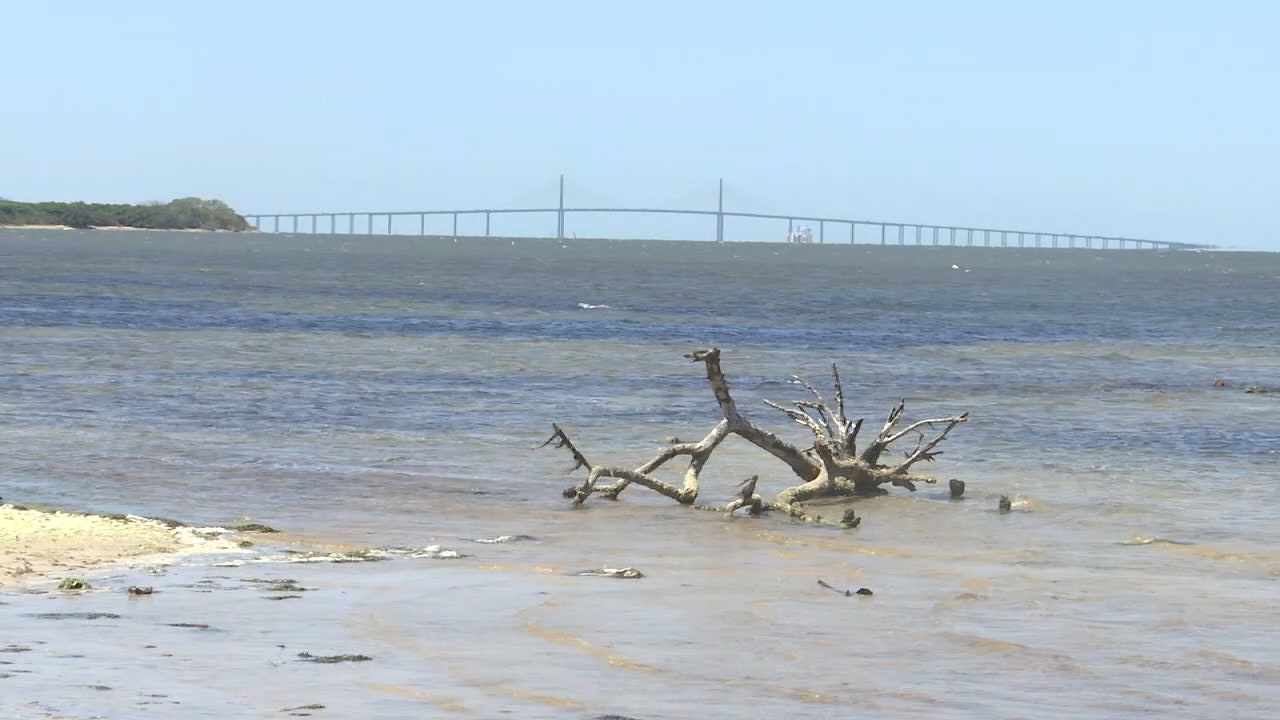 USF scientists begin searching for Piney Point environmental impacts in ...