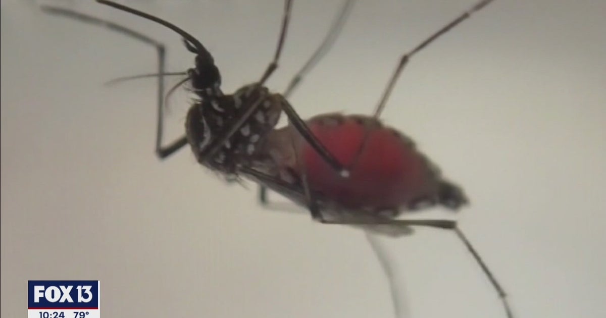 Deadly mosquito-borne virus found in Pasco County sentinel chickens ...