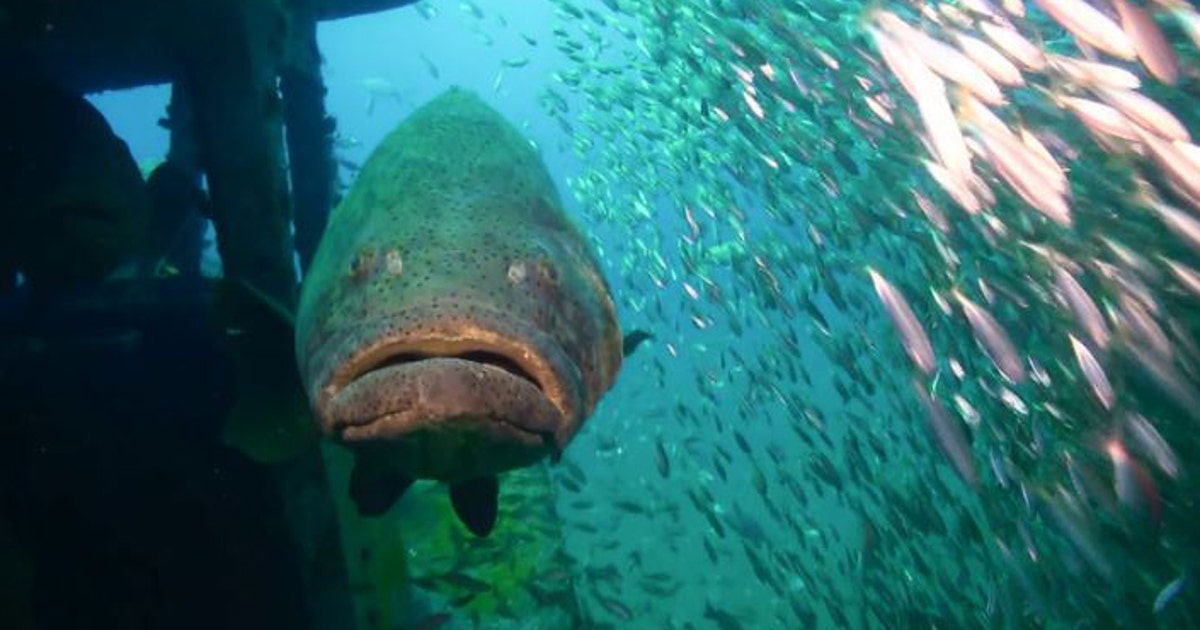 Applications for the 2026 Goliath grouper season now being accepted ...