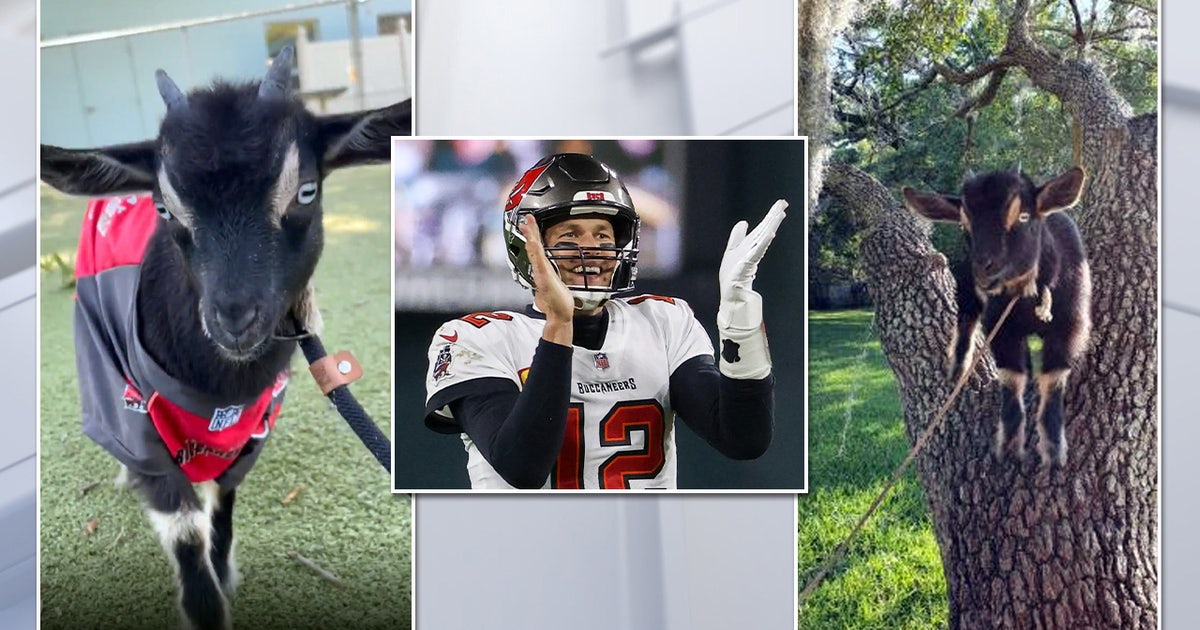 Brady the GOAT -- an actual goat -- needs a home | FOX 13 Tampa Bay
