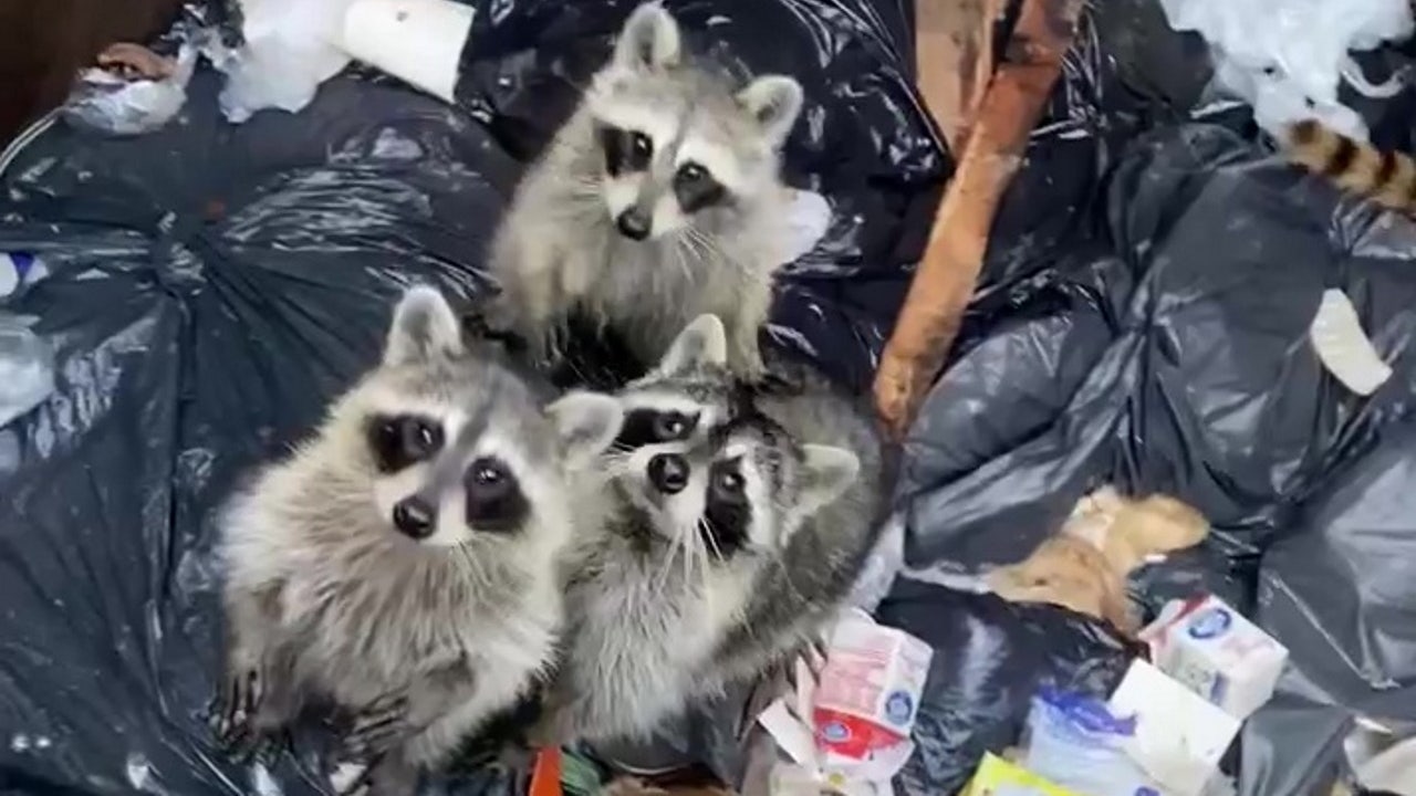 Truck driver comes to the rescue of raccoons stuck in dumpster