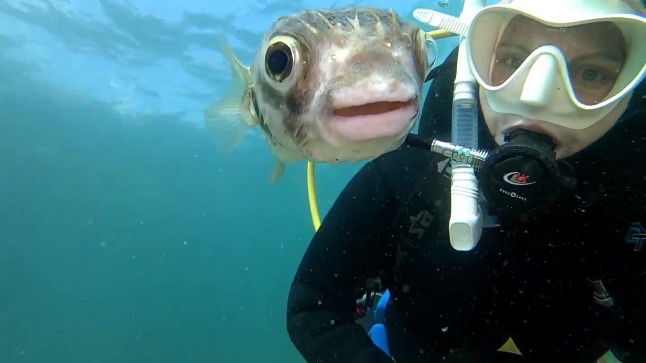 Pufferfish poses for selfie with underwater diver