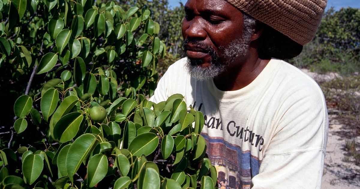 The manchineel tree, the most dangerous in the world, is here in ...