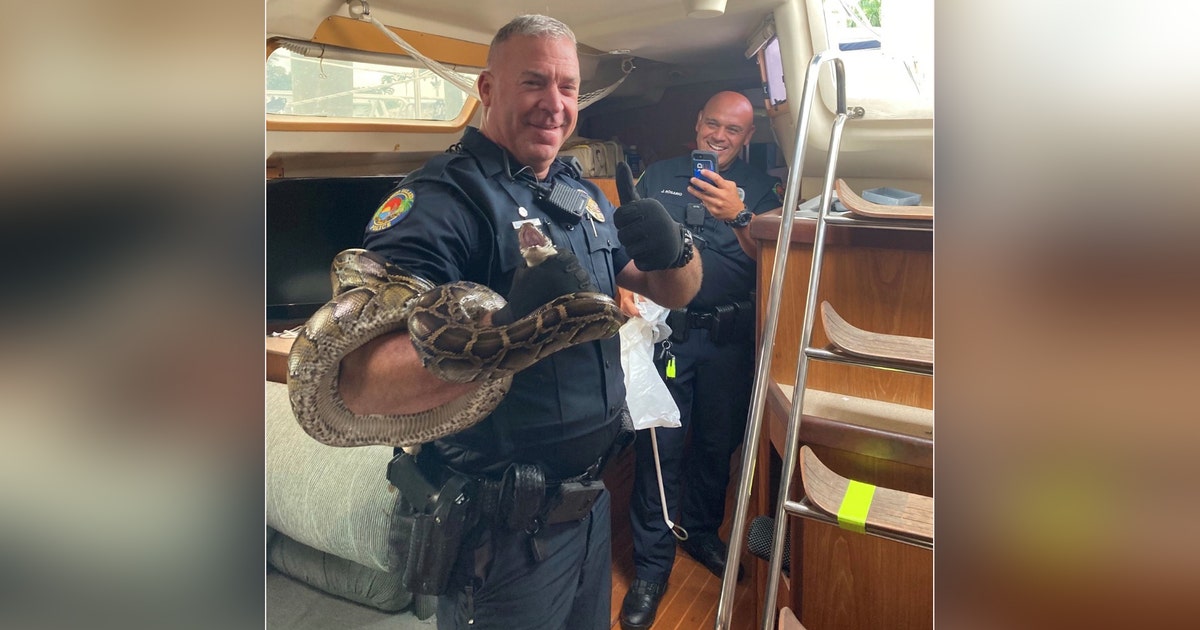 Python hitches ride on sailboat, goes on 100-mile joyride from Florida ...