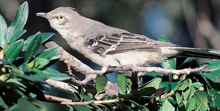 Florida State Bird Controversy