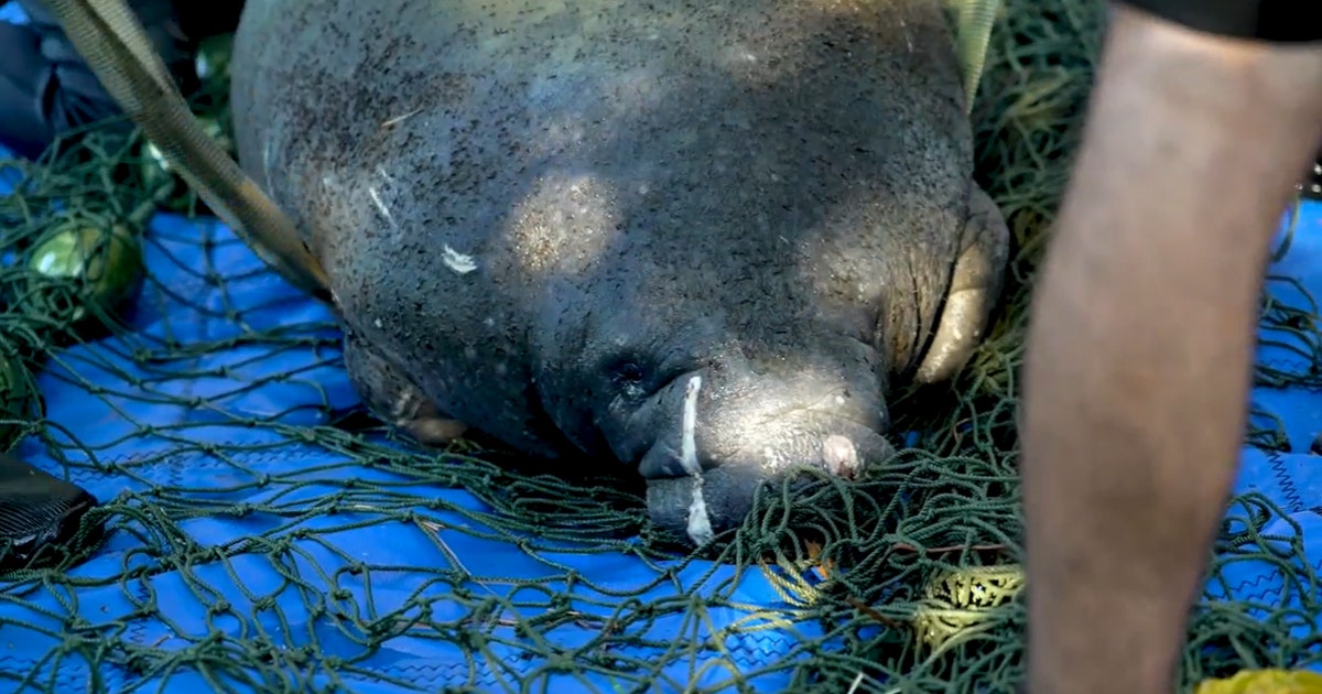 Injured, underweight manatee rescued from St. Pete canal | FOX 13 Tampa Bay