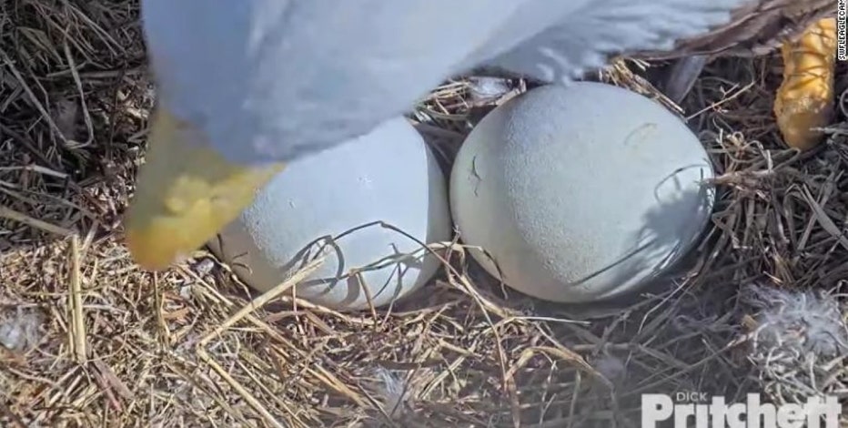 eagle egg gestation