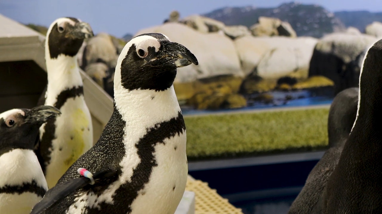 Florida Aquarium gets six new African penguins after 7 died last year ...