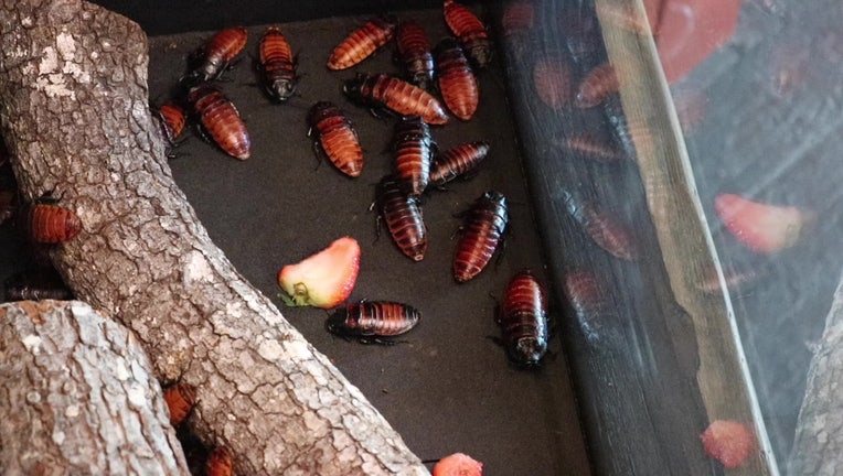 ‘Hiss and tell’: Name a cockroach after your ex at Florida Aquarium ...