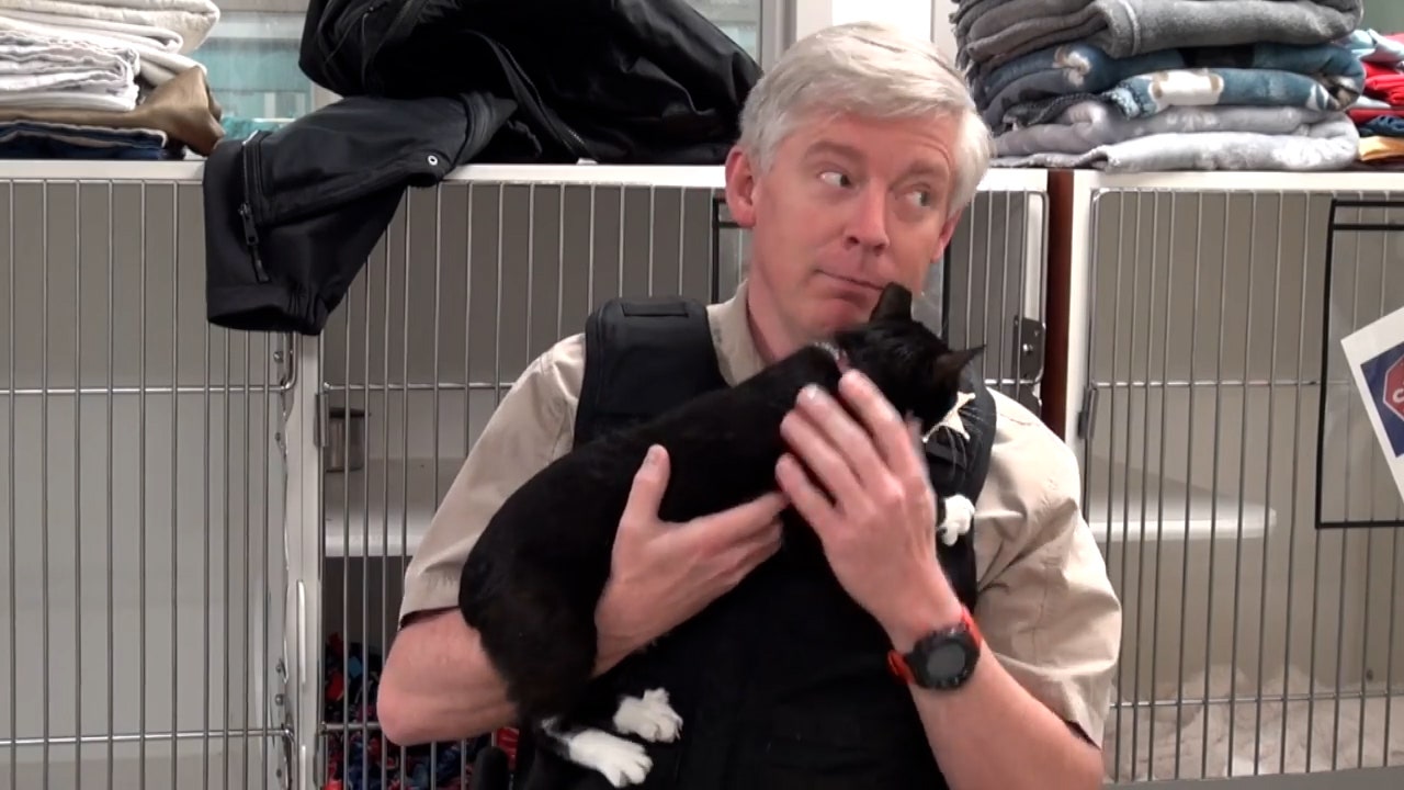 Sheriff's office replaces K-9s with felines in April Fools prank video ...