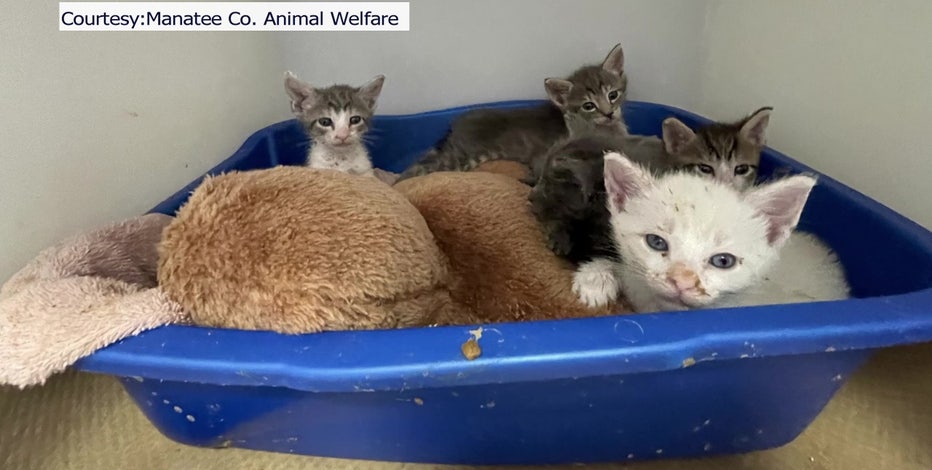 Cat Hoarder