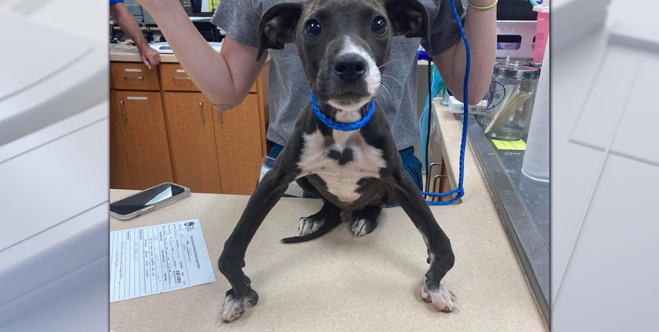 Bow legged dog store