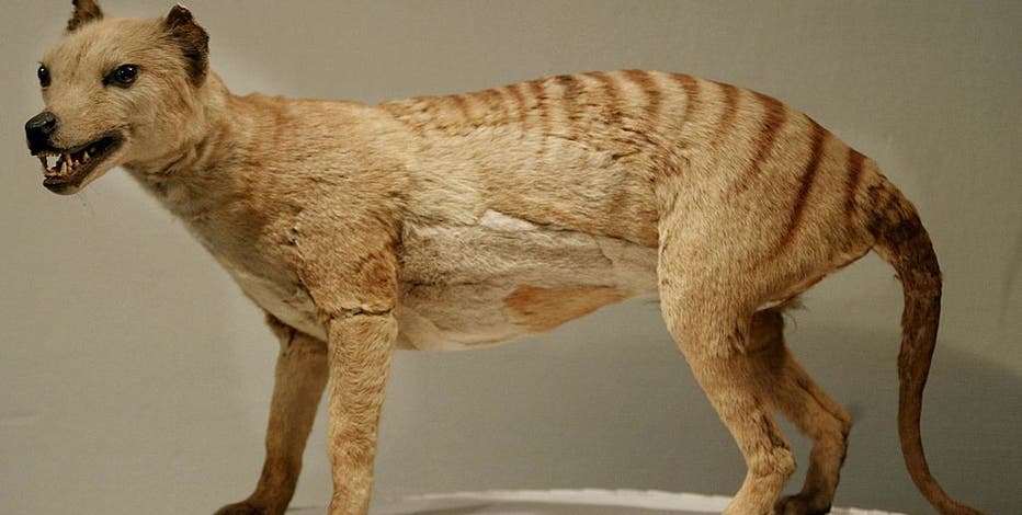 Extinct Dog With Stripes | atelier-yuwa.ciao.jp Extinct Dog With Stripes | atelier-yuwa.ciao.jp