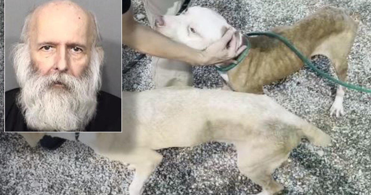 'Despicable and horrific’: Florida man accused of starving dogs, drinks ...