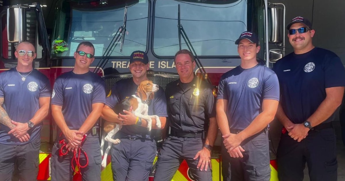Beagle rescued from breeding facility is newest member of Treasure ...