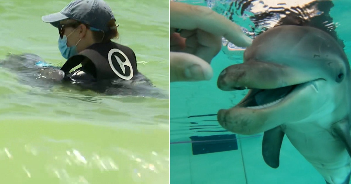 Baby dolphin rescued after becoming tangled in crab trap on Clearwater ...