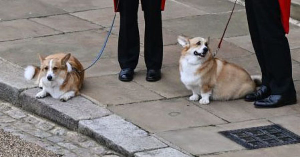 Sarah Ferguson shares update on Queen Elizabeth's corgis, says they've ...