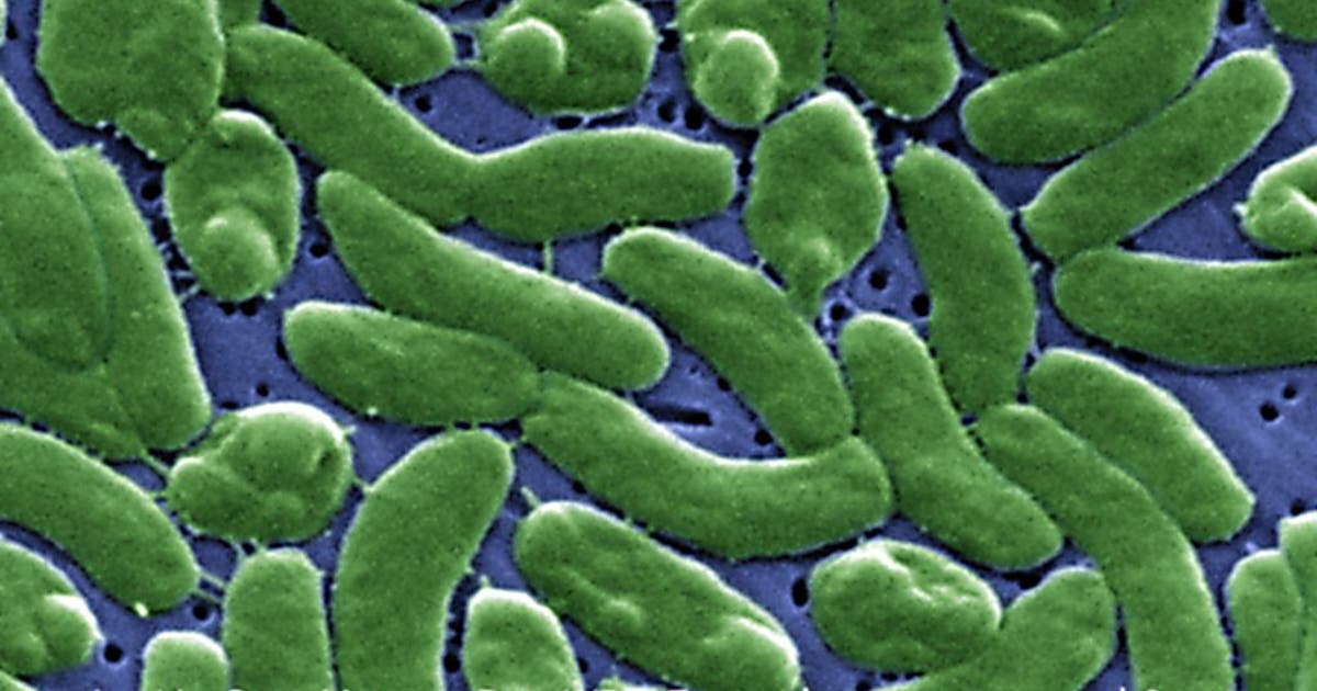 Florida reports spike in flesh-eating bacteria cases following recent ...