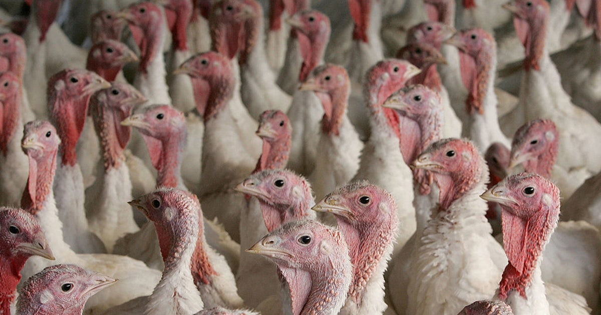 Turkey prices up 73% compared to last year due to factors like the bird ...