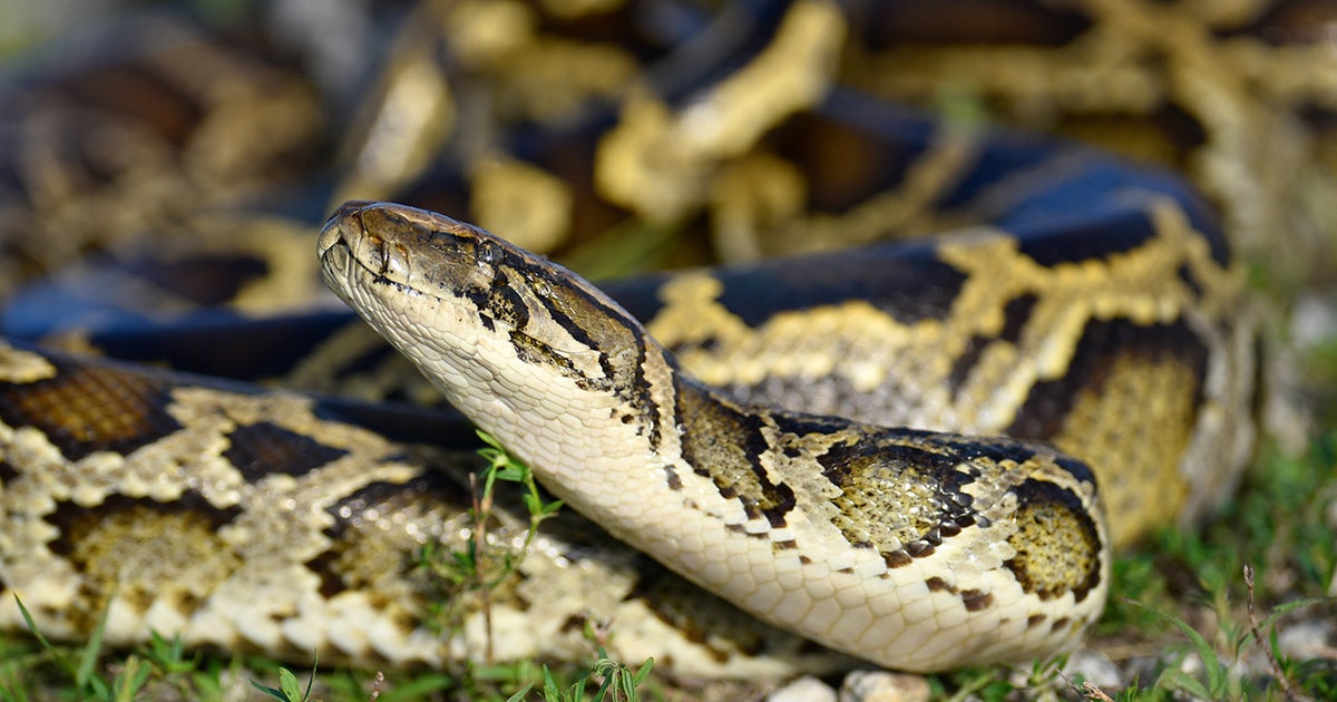 Florida teen captures 28 invasive snakes to get top prize in state's ...
