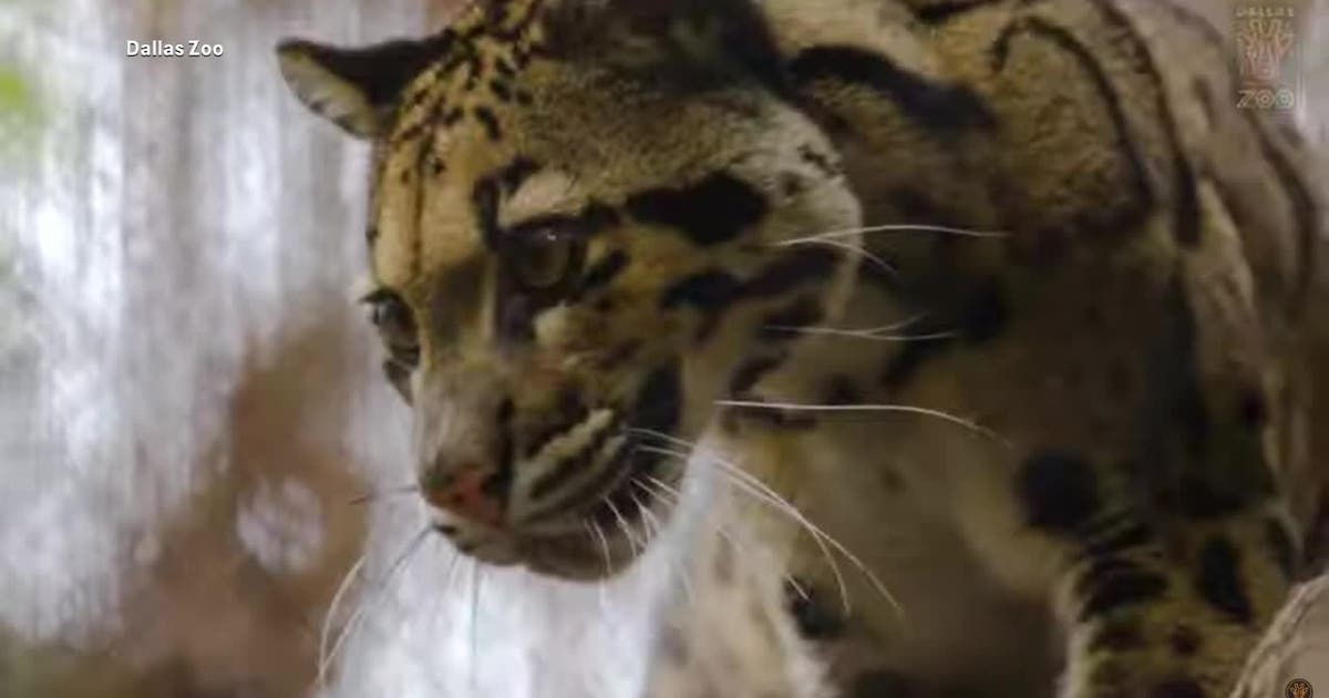 Missing clouded leopard found safe at Dallas Zoo; criminal ...